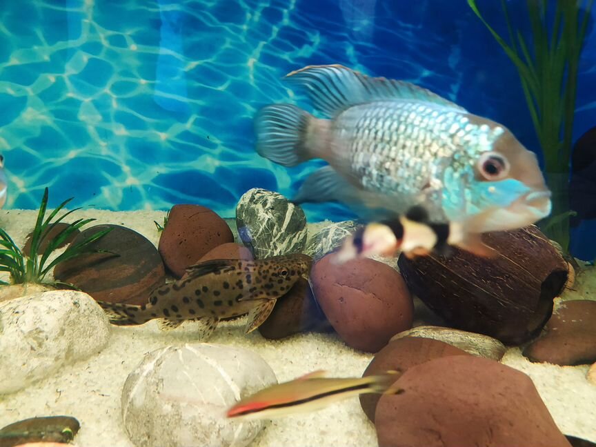 Аквариумные рыбки