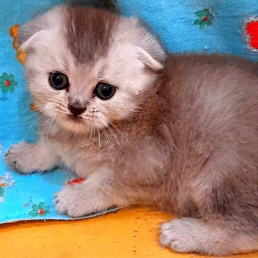 Шотландский вислоухий мальчик