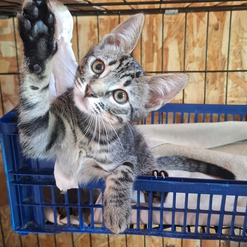 Котёнок в добрые руки