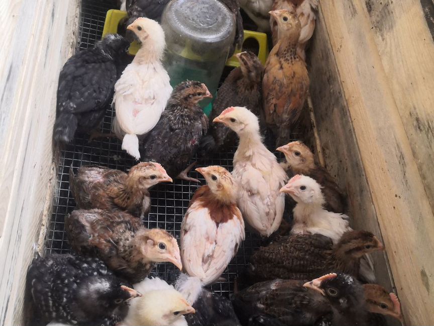 Куры цыплята доминанты