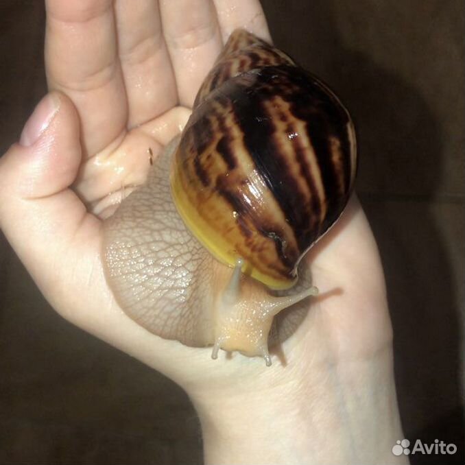Улитки Ахатины