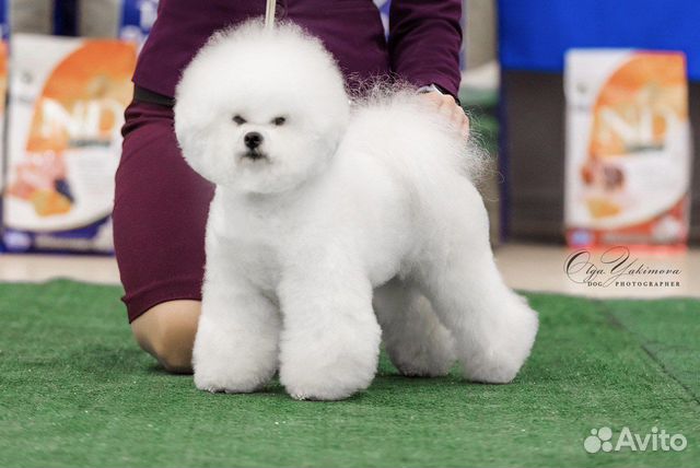 Щенки бишон фризе