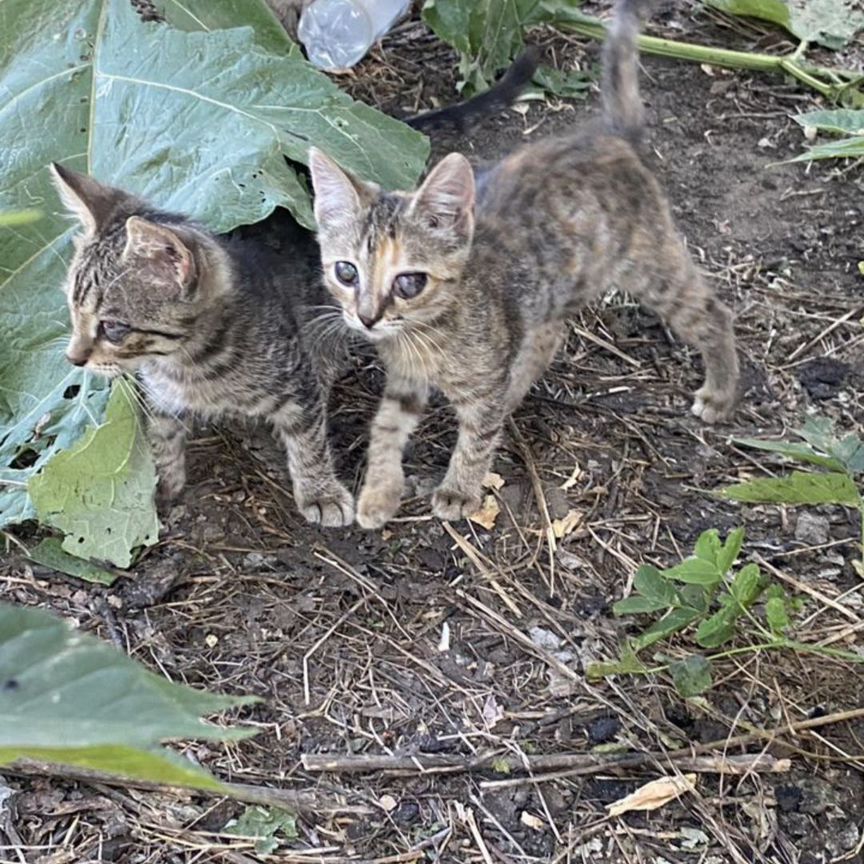 Котенок ищет дом