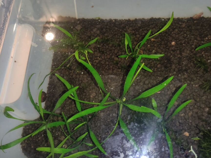 Криптокорина блестящая (люценс), анубиас петит