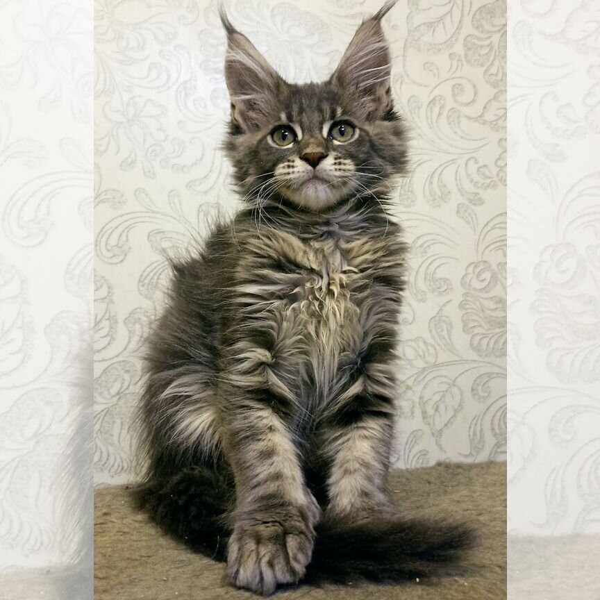 Мейн-кун котята