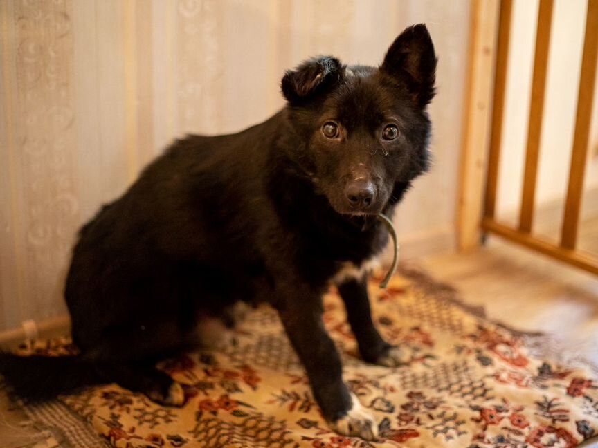 Маленький пёсик ищет дом