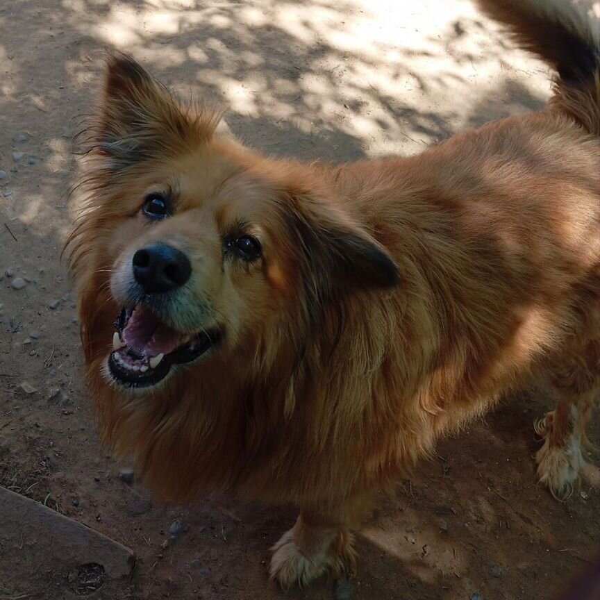 Взрослый пёс в добрые руки