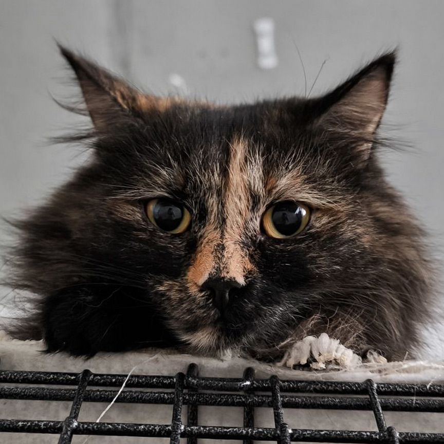 Кошка Рокси