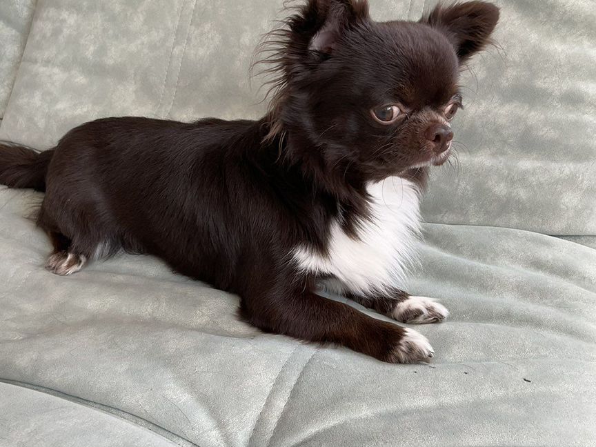 Вязка чихуахуа