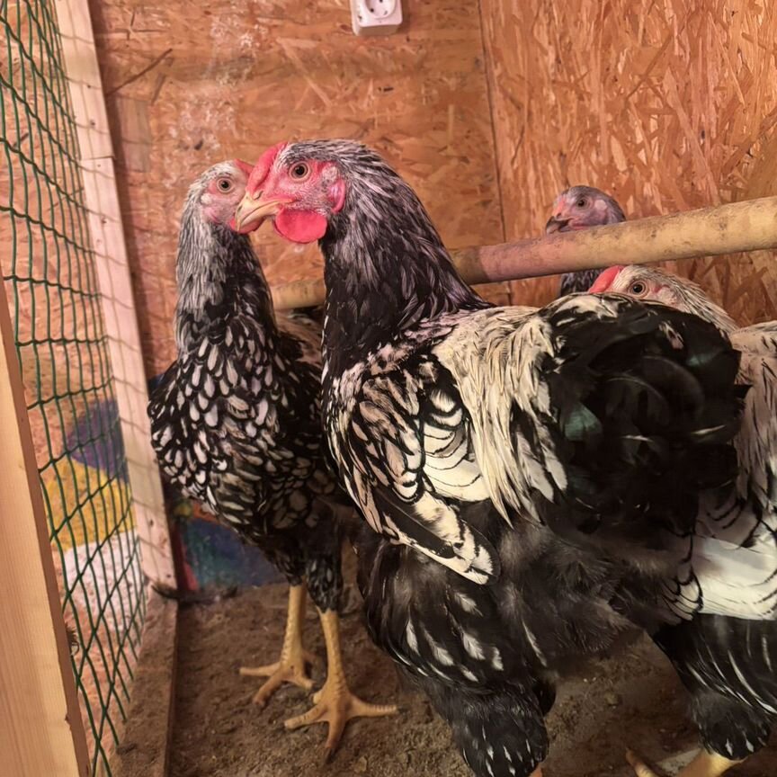 Петушки Виандот