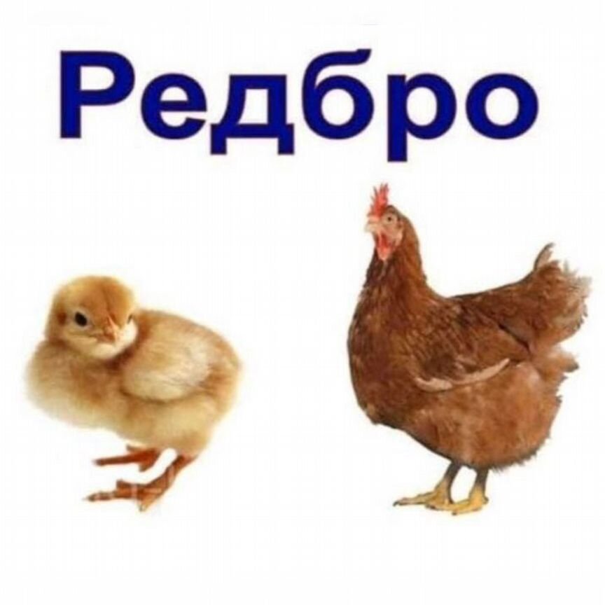 Цыплята цветной бройлер - вывод 3 мая