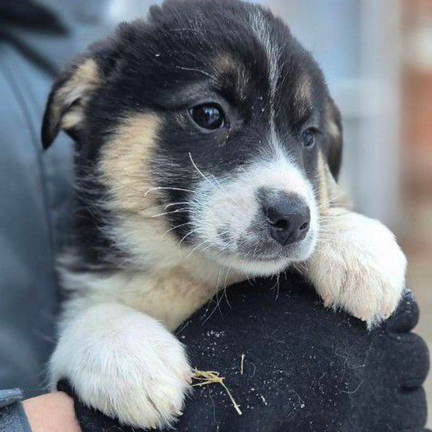 Щенок в добрые руки