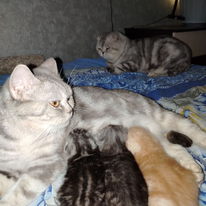 Британские котята