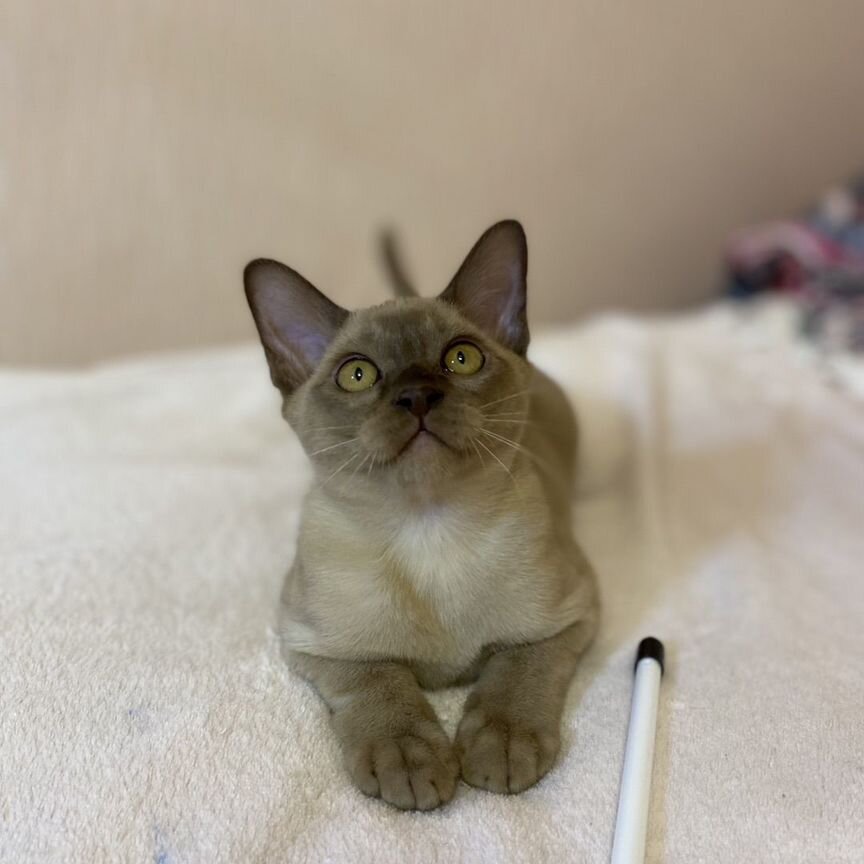 Котята европейской Бурмы