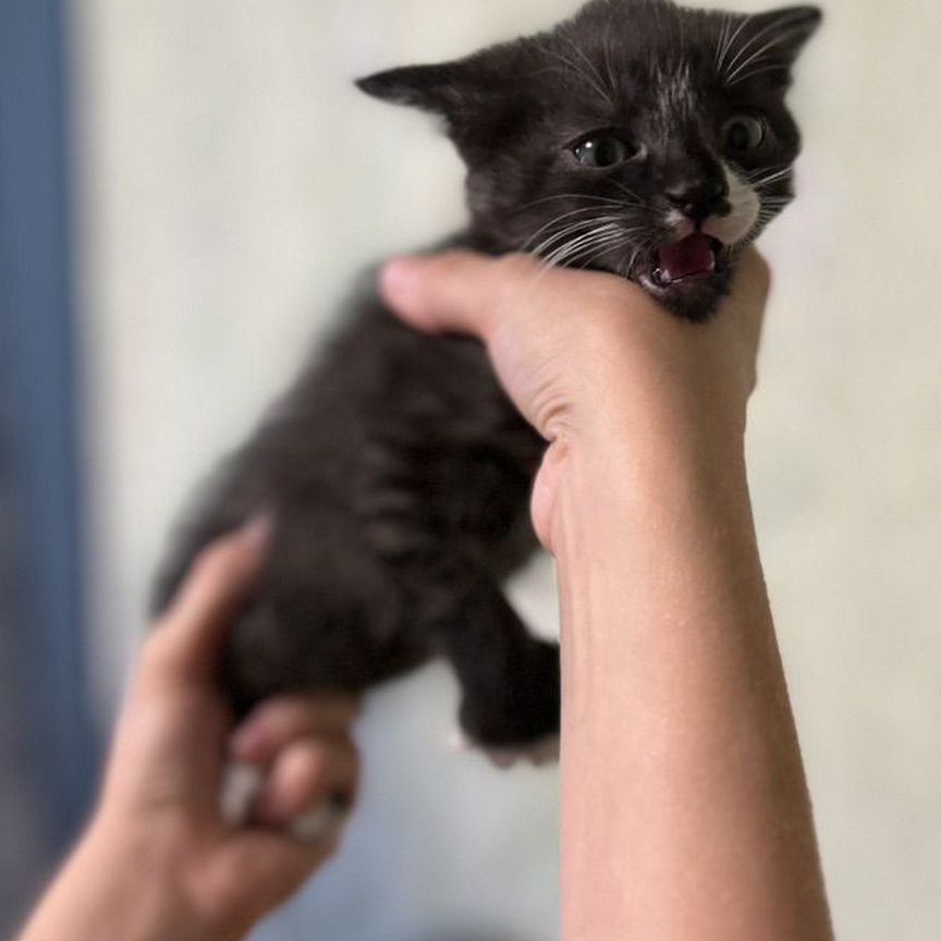 Котята