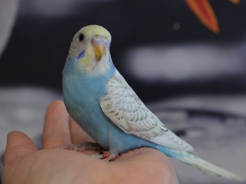 Волнистые попугаи