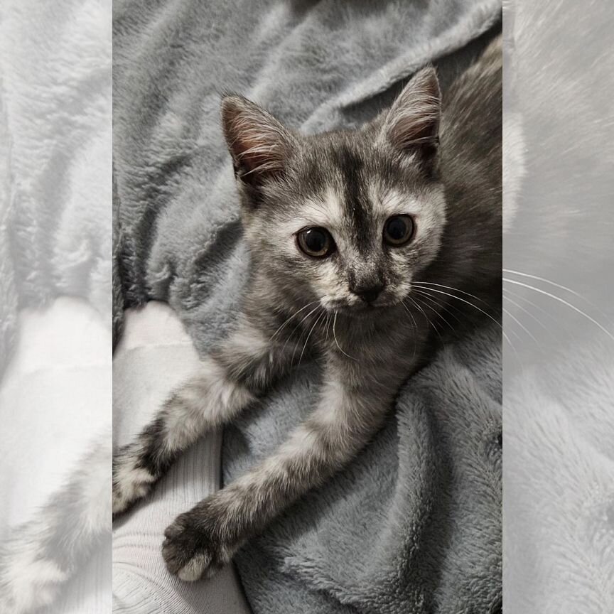Котята в добрые руки бесплатно