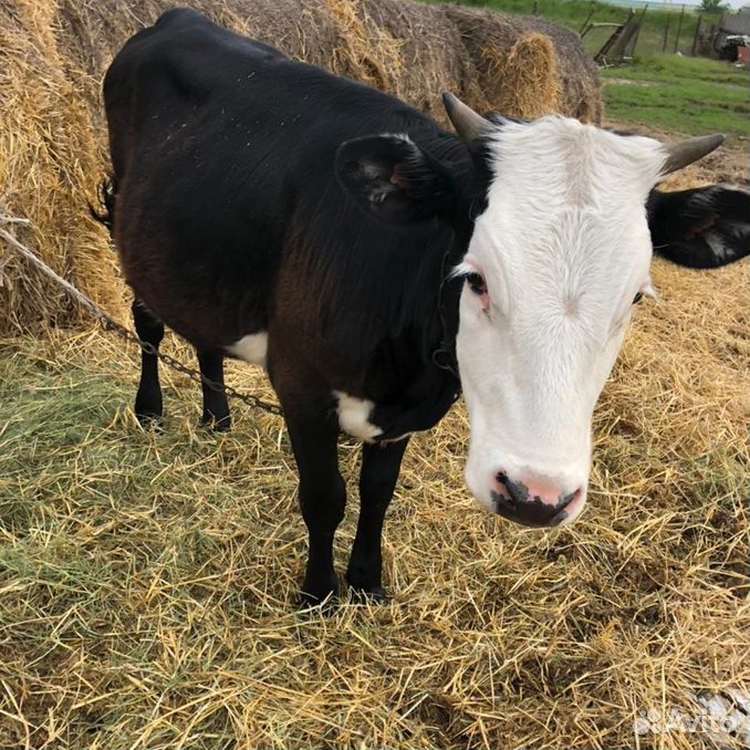 Корова телочка