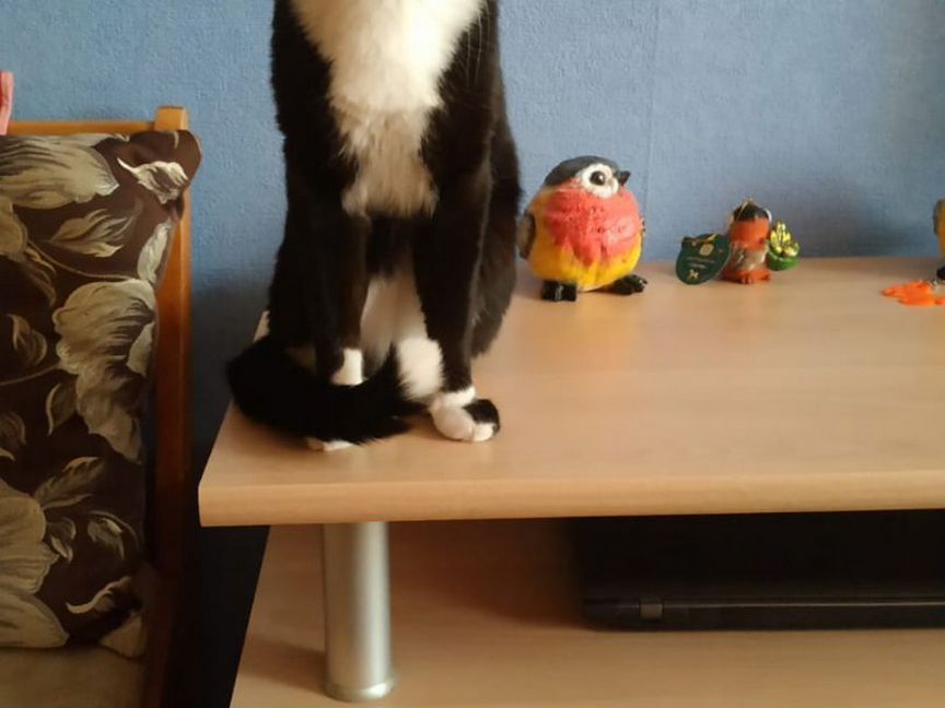 Кот, 2 года