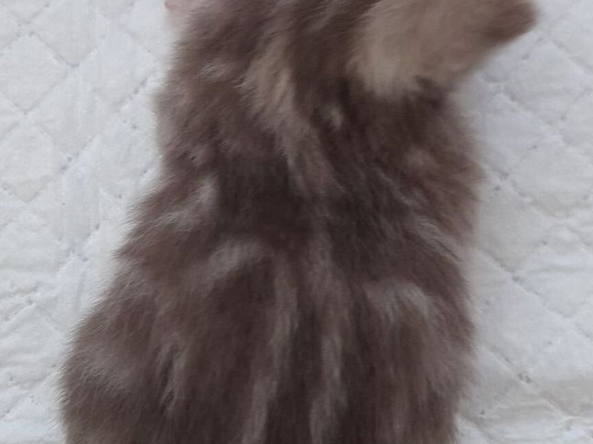 Шотландики