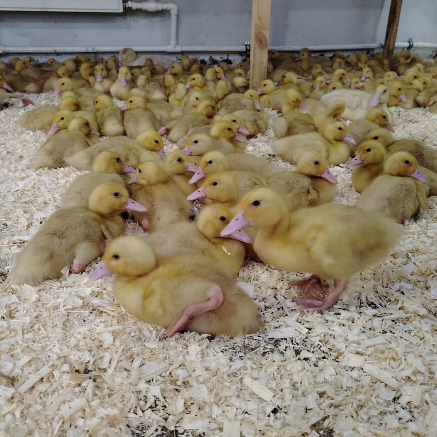 Утята черри велли, муларды