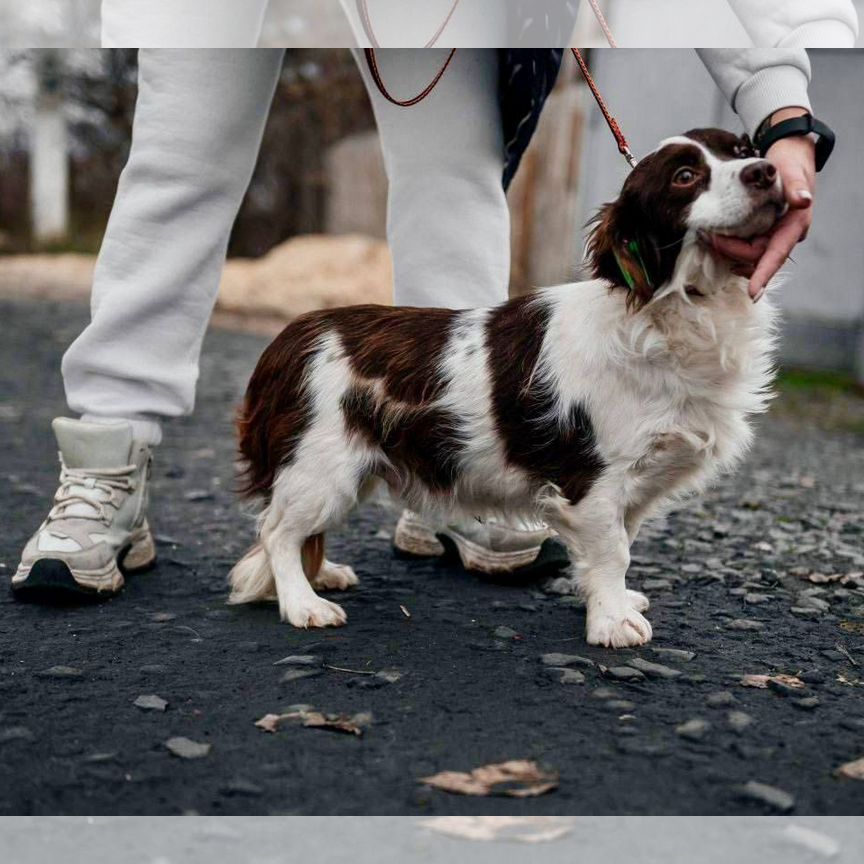 Взрослая собака в добрые руки