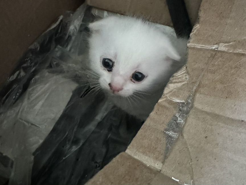 Шотландский вислоухий котенок бесплатно