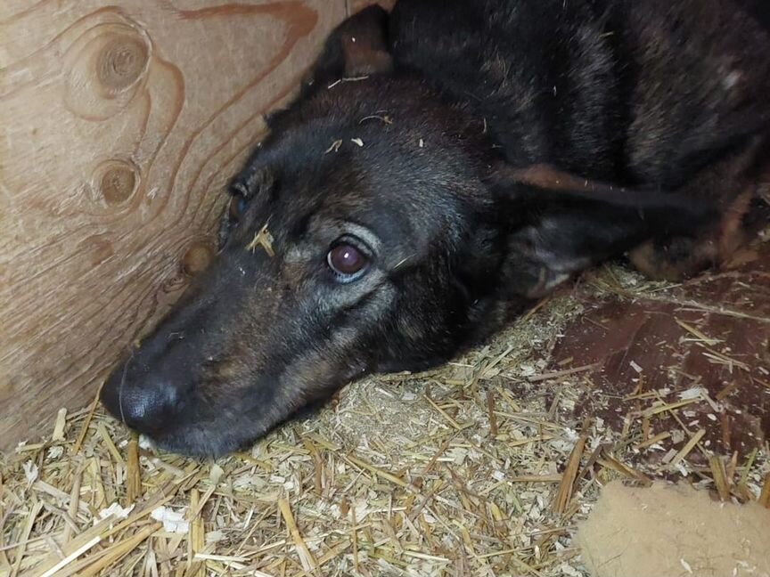 Пугливая собака одна в приюте