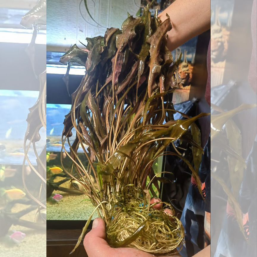 Криптокарина и другие растения