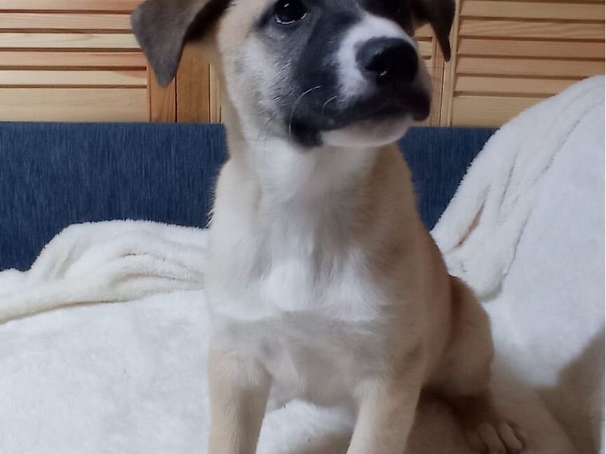 Любознательная умная щенок девочка