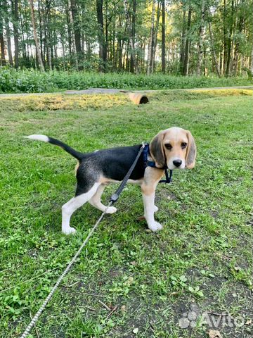 Щенки бигль