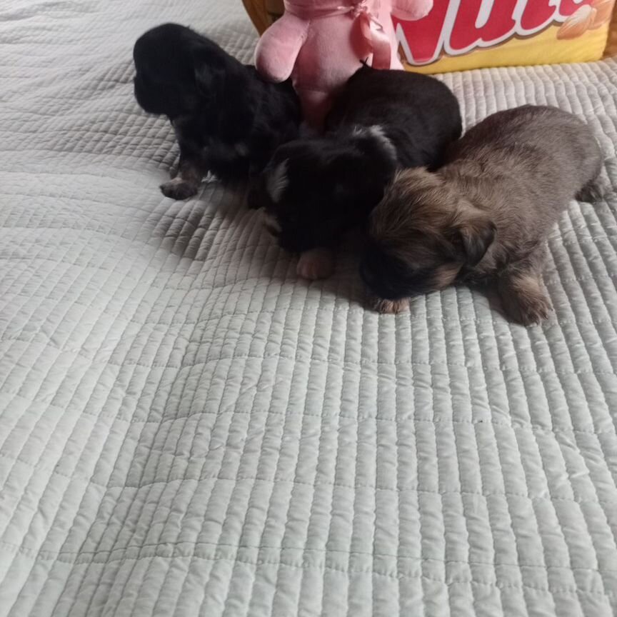 Щенки в добрые руки