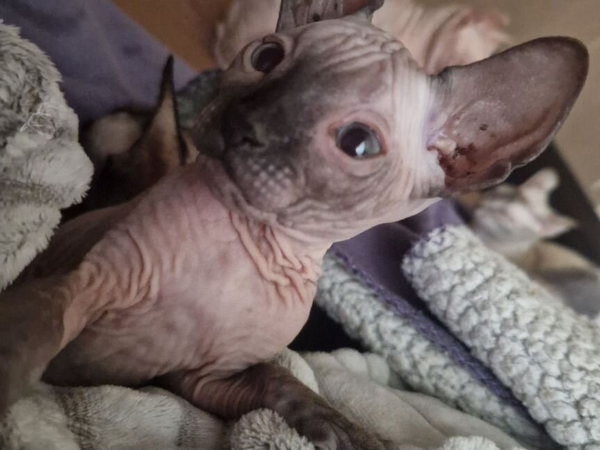 Донской сфинкс котята