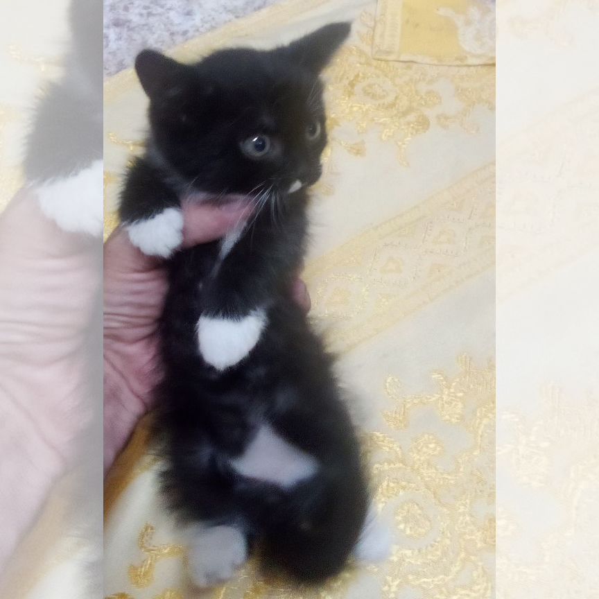 Котенок мальчик бесплатно