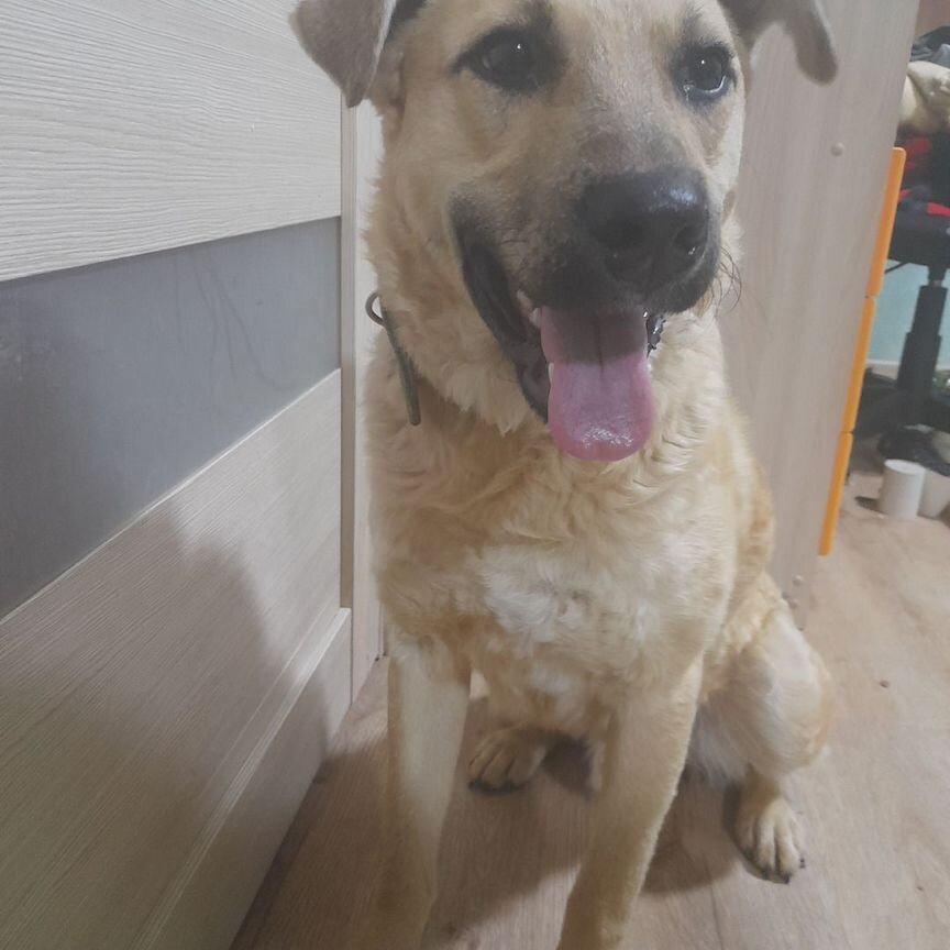 Собака в добрые руки