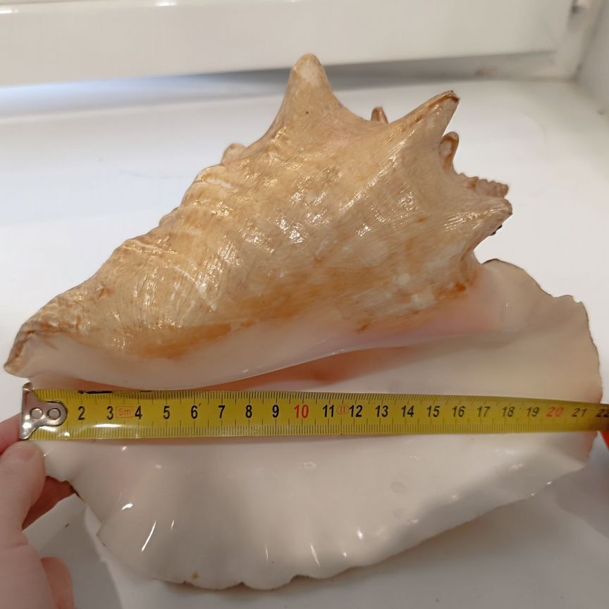 Морская раковина, Куба