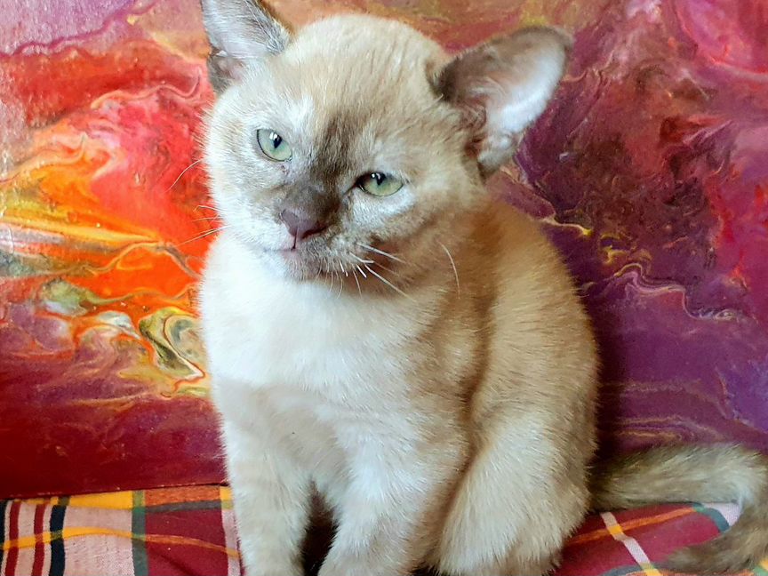 Бурманская