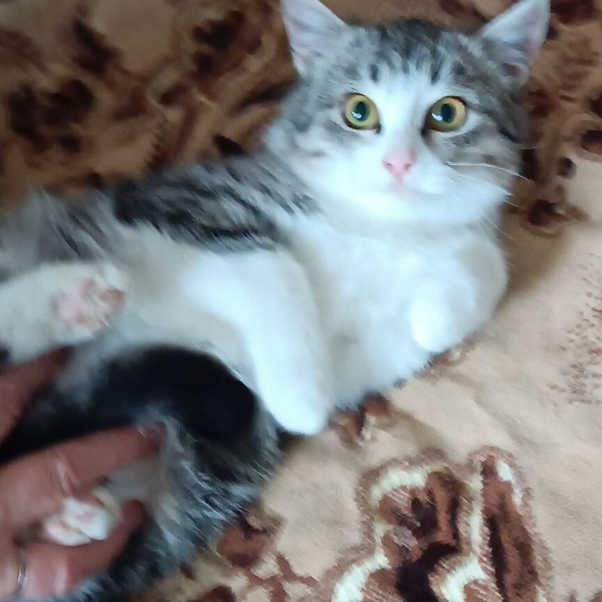 Котёнок в добрые руки