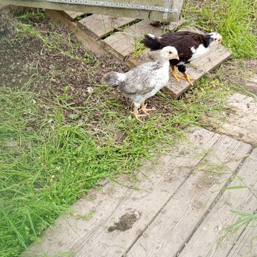 Продажи цыплят