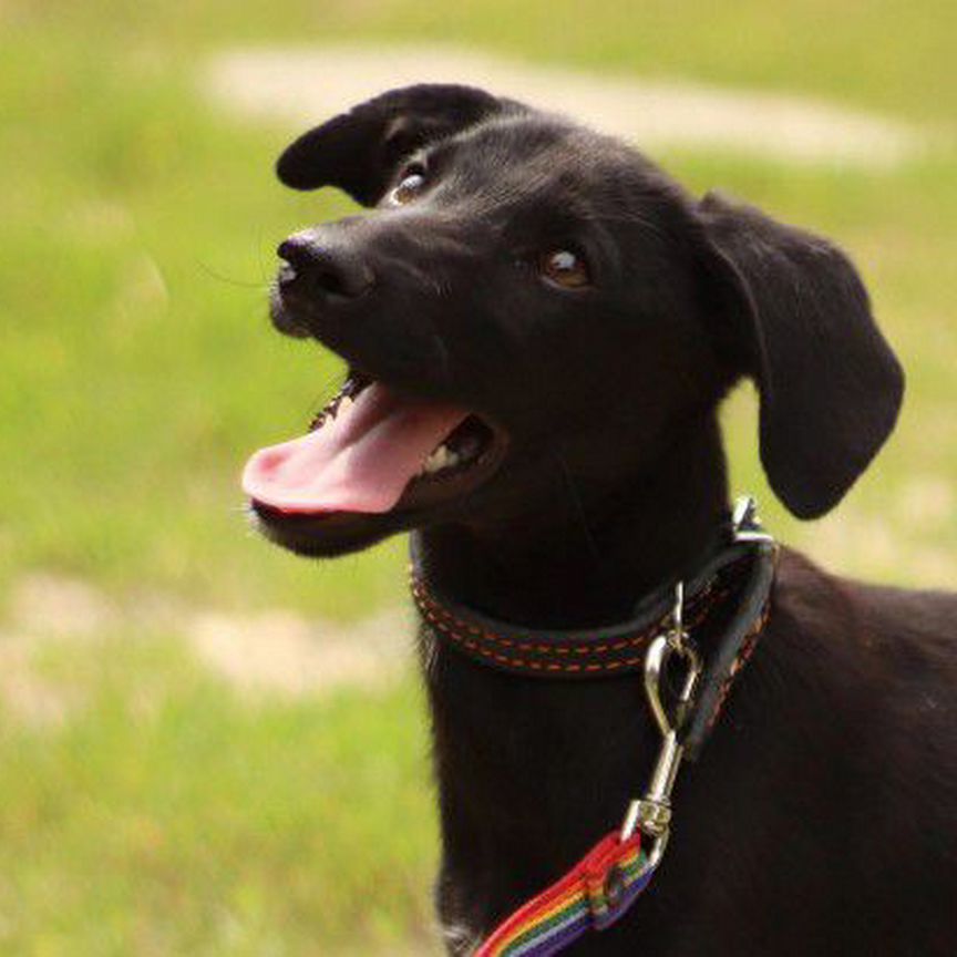 Щенок в добрые руки