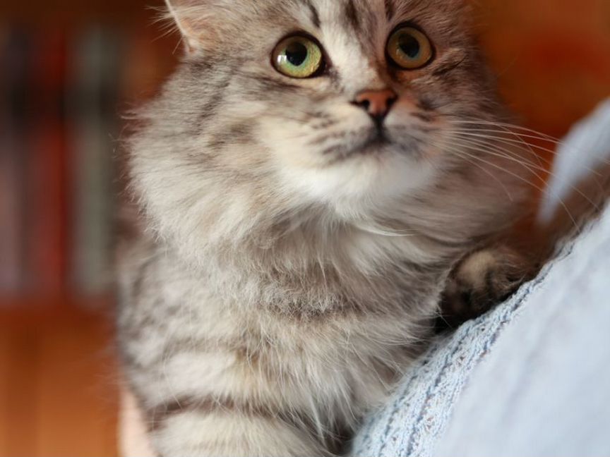 Пушистая кошечка в добрые руки