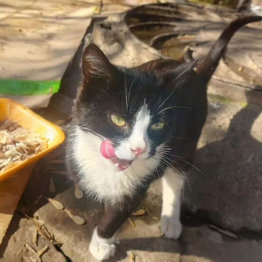 Котенок в добрые руки бесплатно