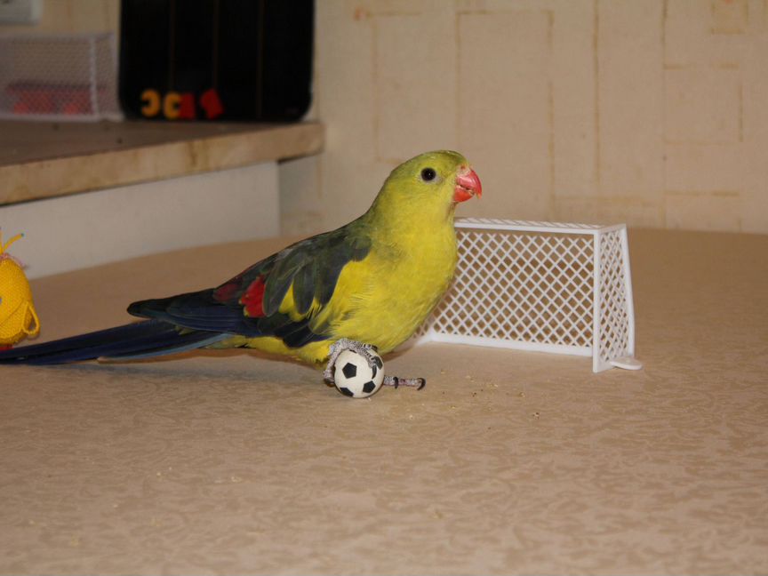 Роскошный или Горный попугай