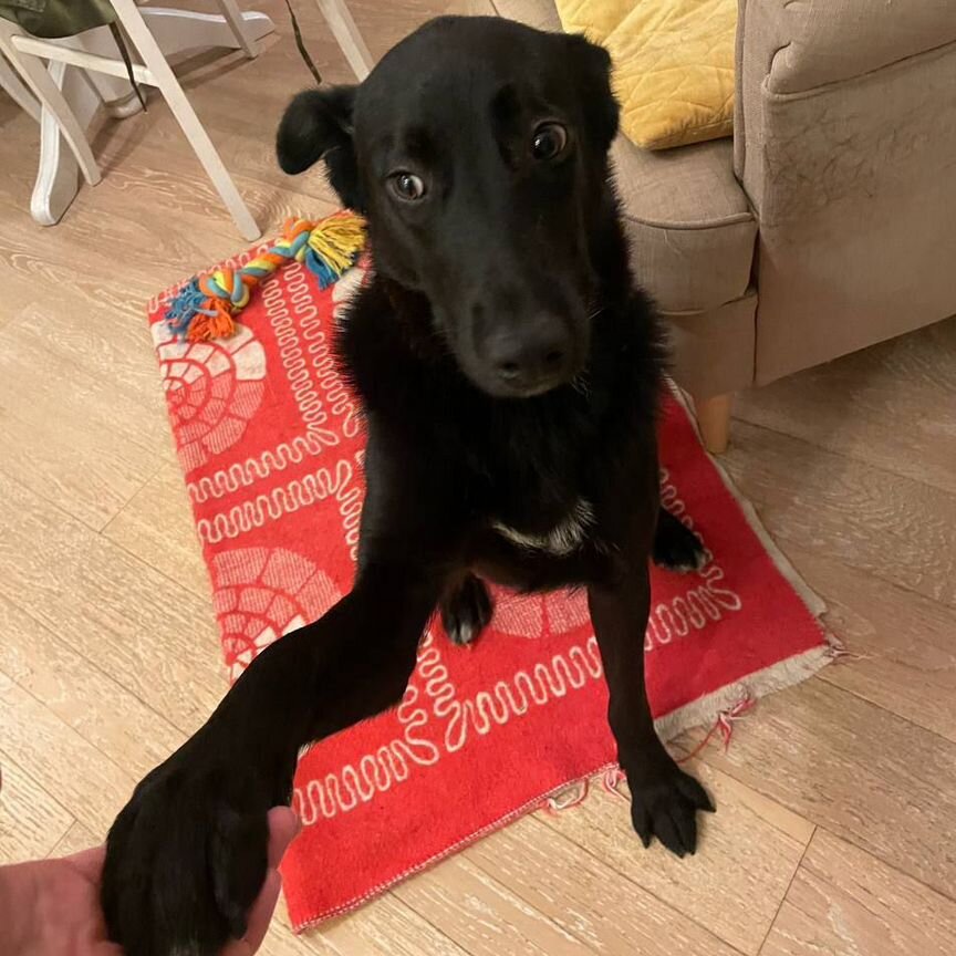 Взрослая собака в добрые руки