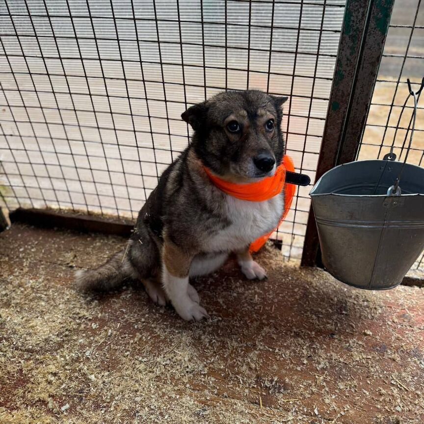 Тома Томочка. Собачка из приюта в дар