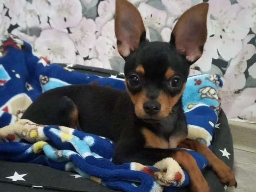 Той-терьер щенок мальчик