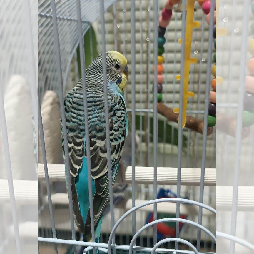 Волнистый попугай самец