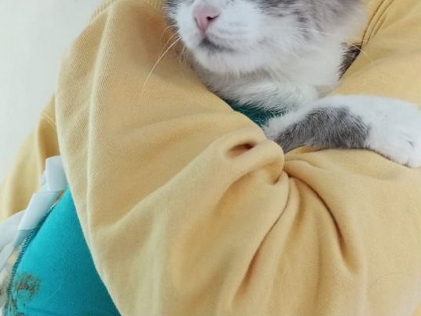 Кошки в добрые руки бесплатно