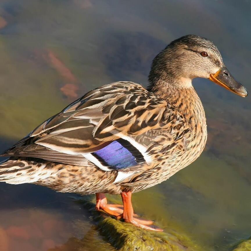 Дикие утки, селезни