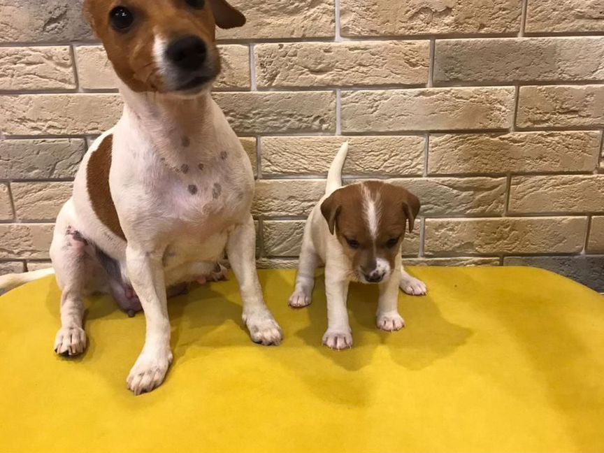 Щенки Джек Рассел